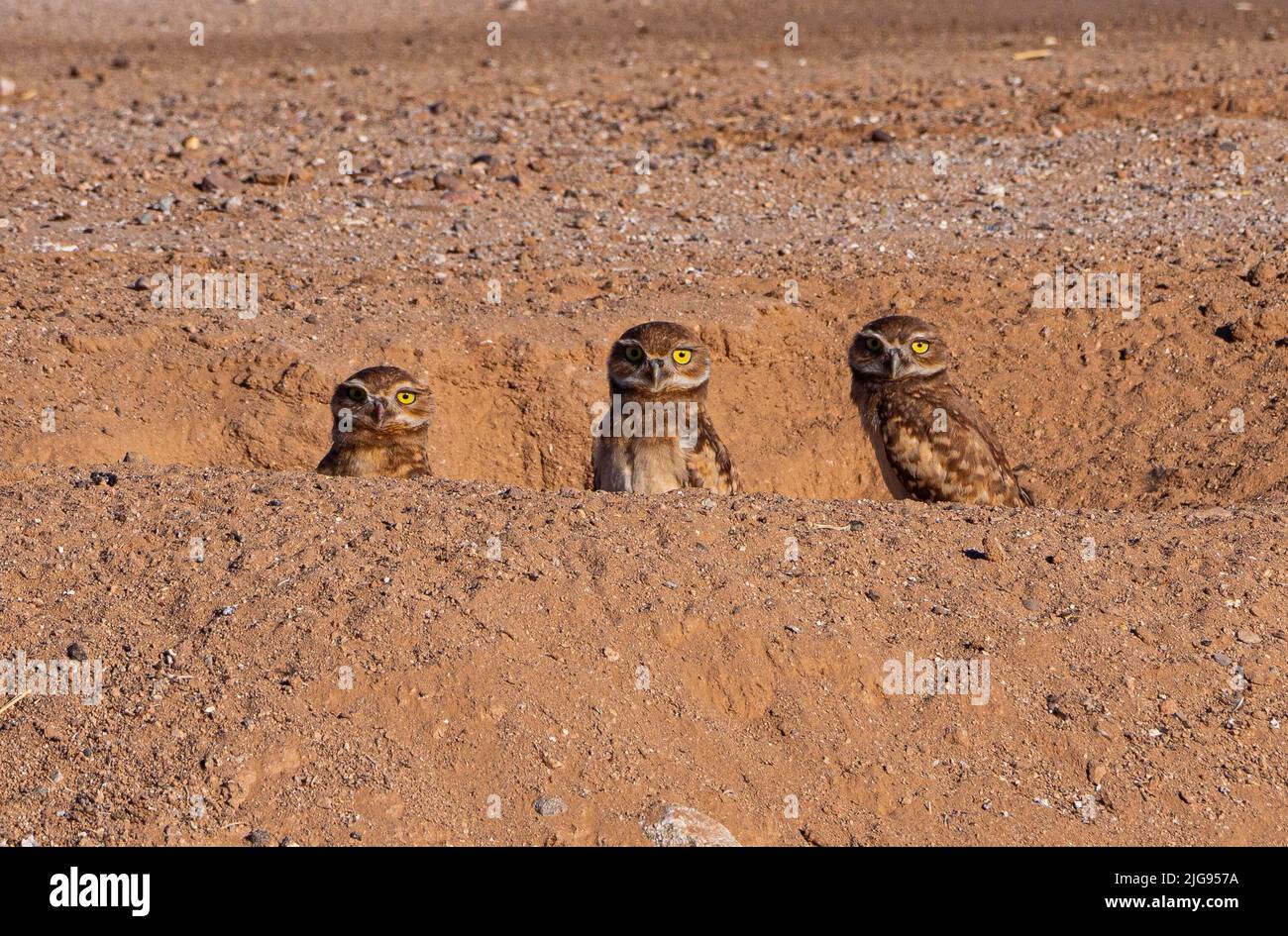 A three brown owls looking from behind sandy cliff Stock Photo - Alamy