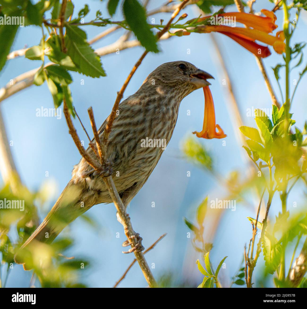 Bird eating from flowers hi-res stock photography and images - Alamy