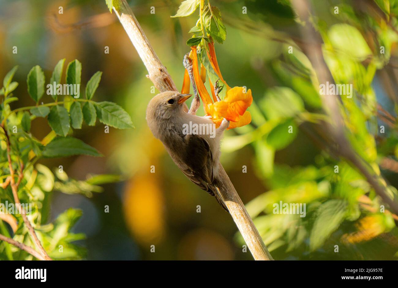 Bird eating from flowers hi-res stock photography and images - Alamy