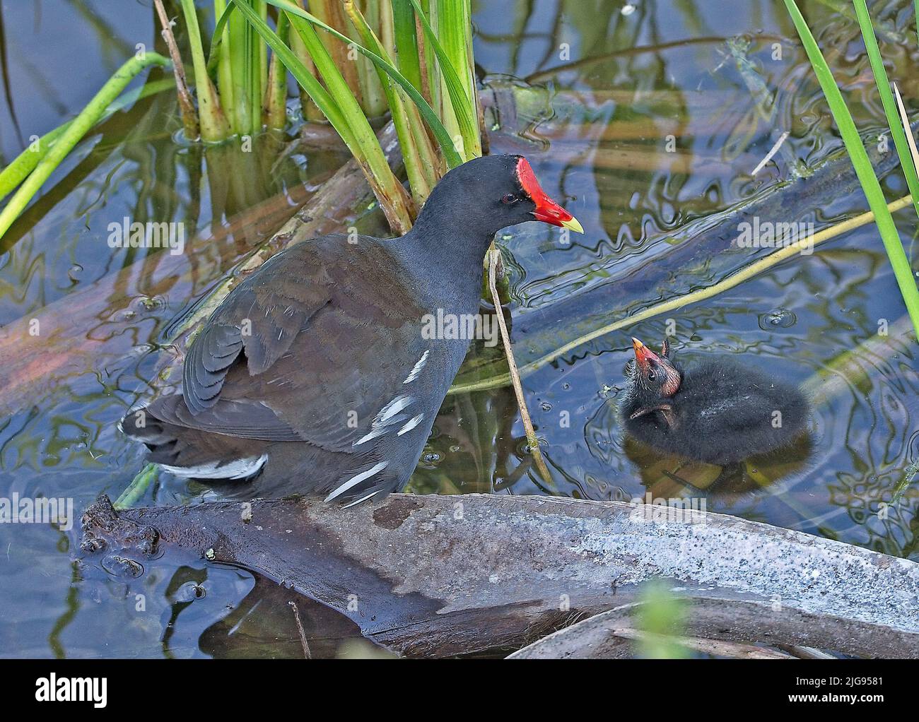 A mother Moorhen watching its baby swimming in water Stock Photo - Alamy