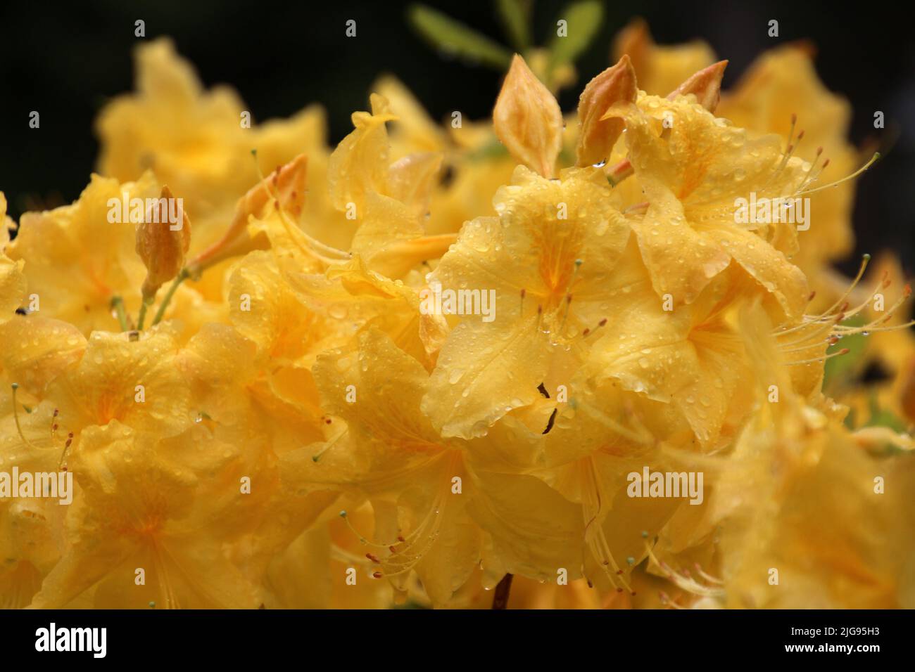 Yellow flowering rhododendron close-up Stock Photo - Alamy