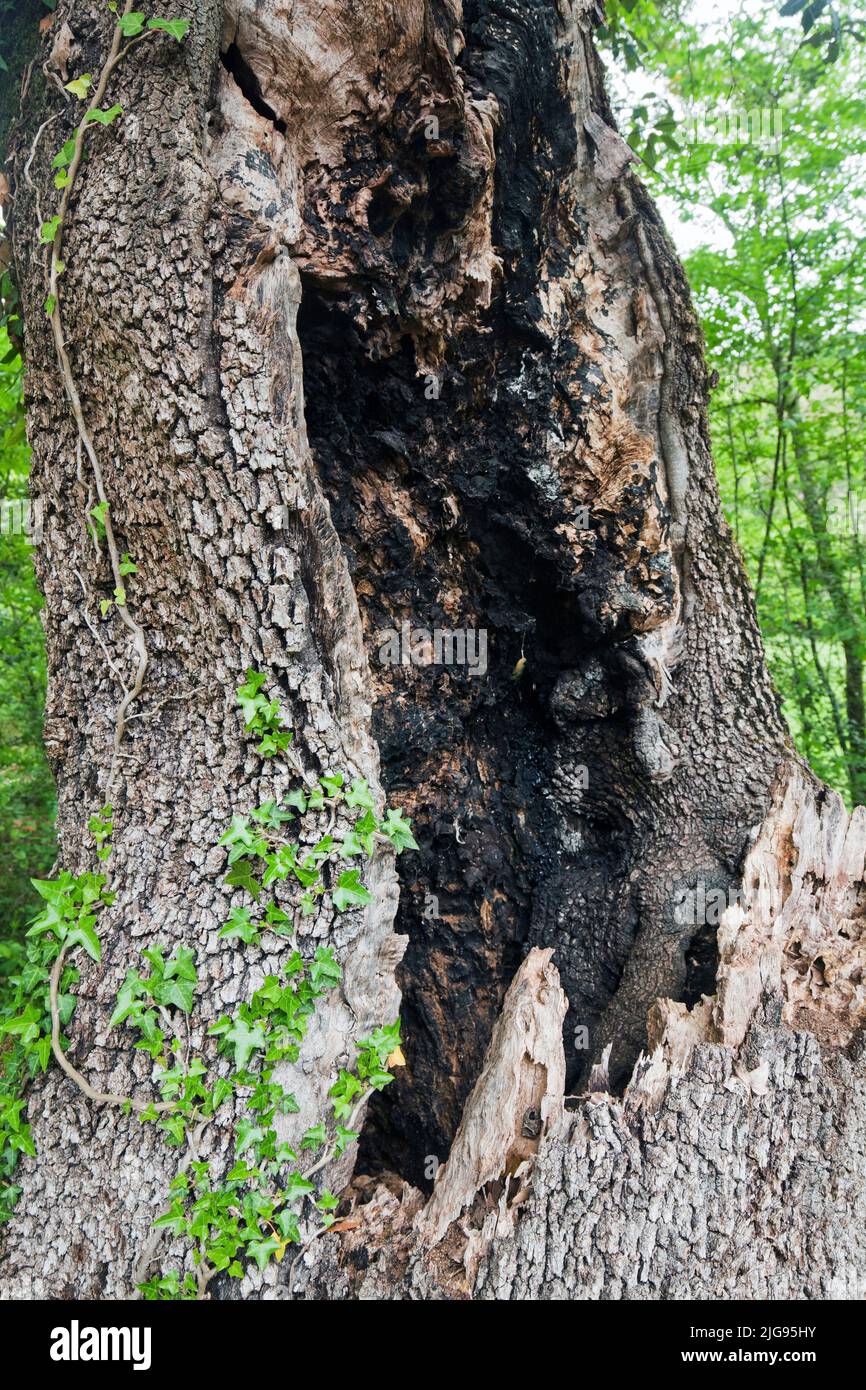 Burnt oak hi-res stock photography and images - Alamy