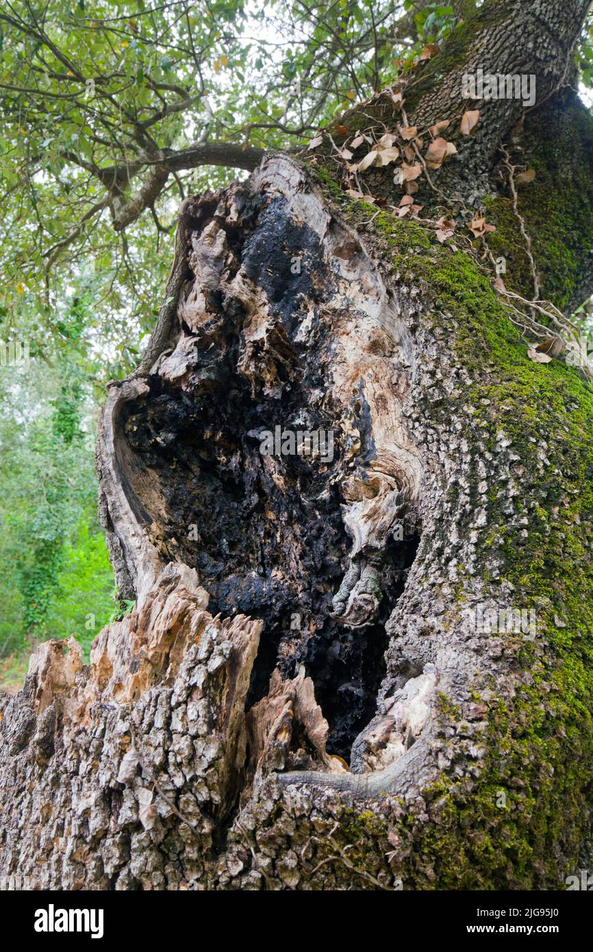 Branch breakage on an oak tree, Tuscany Stock Photo - Alamy
