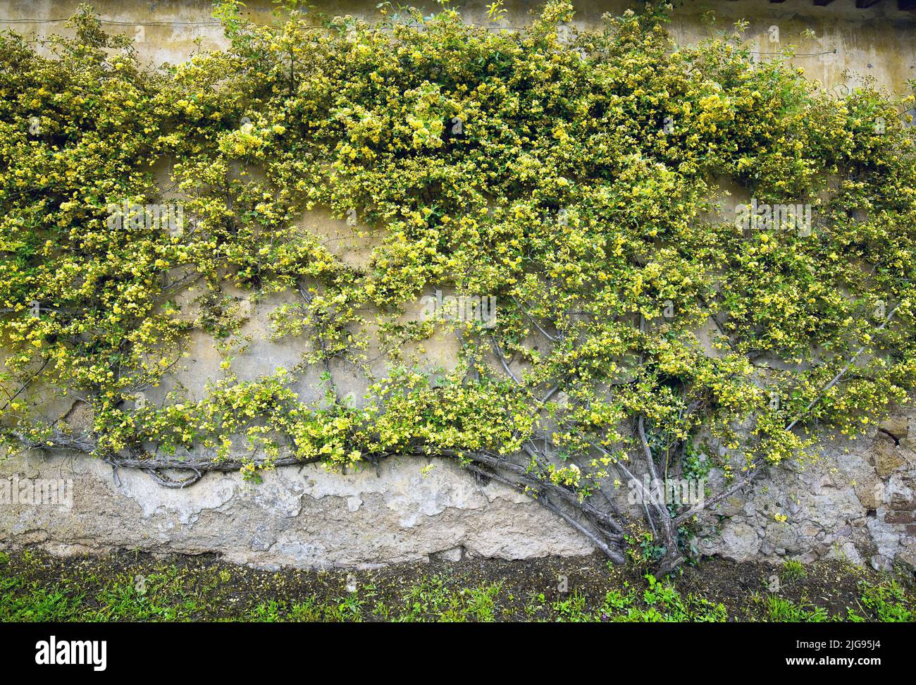 Trellis bush of lady banks rose on house wall hi-res stock photography ...