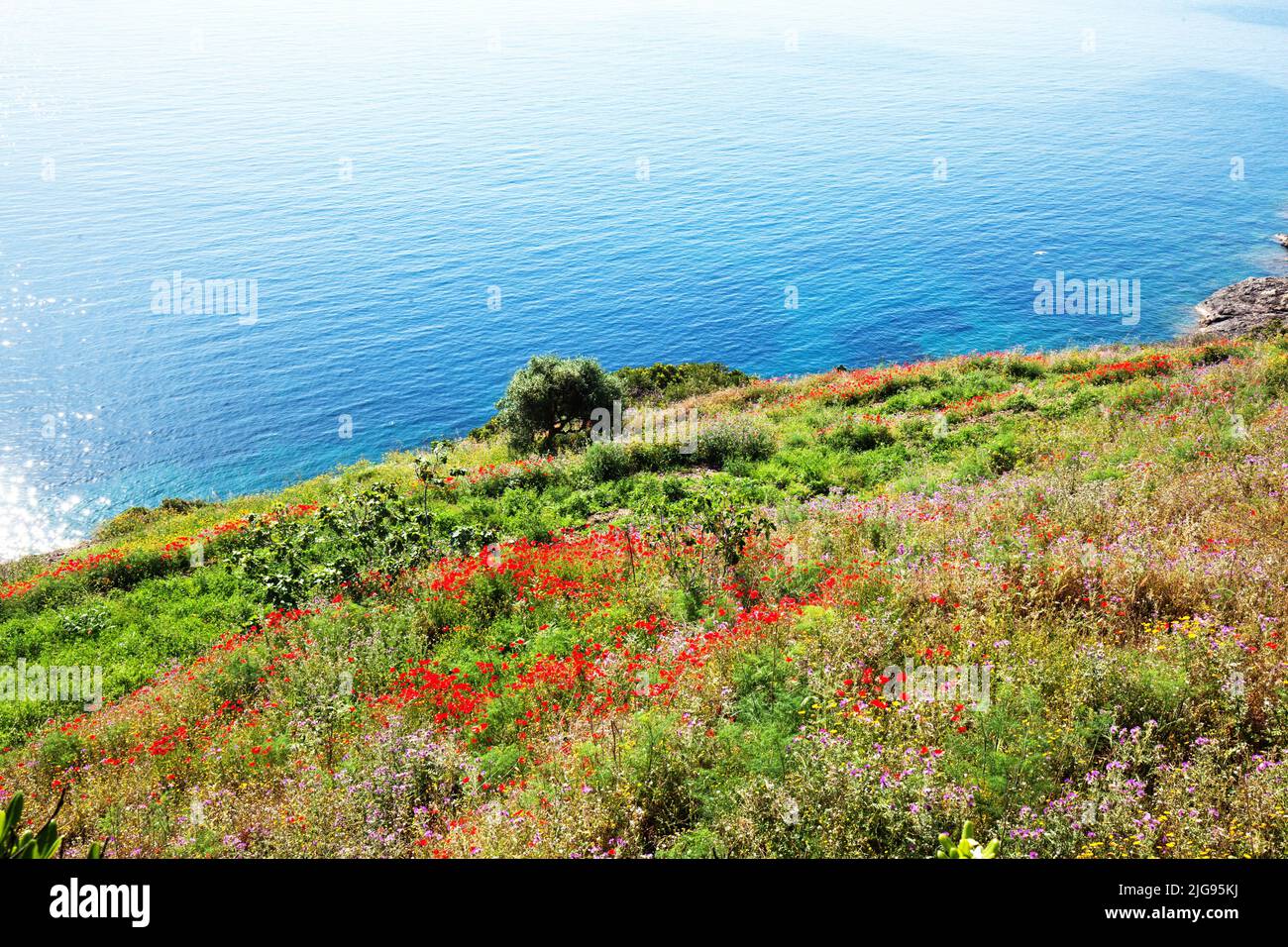 Poppy flowers tree on meadow hi-res stock photography and images - Alamy