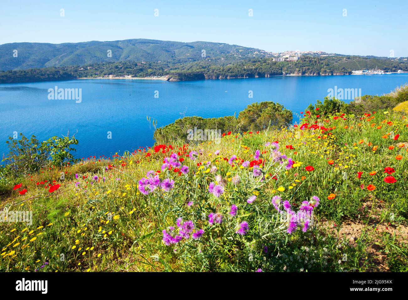 Elba island poppy fields Stock Photo - Alamy