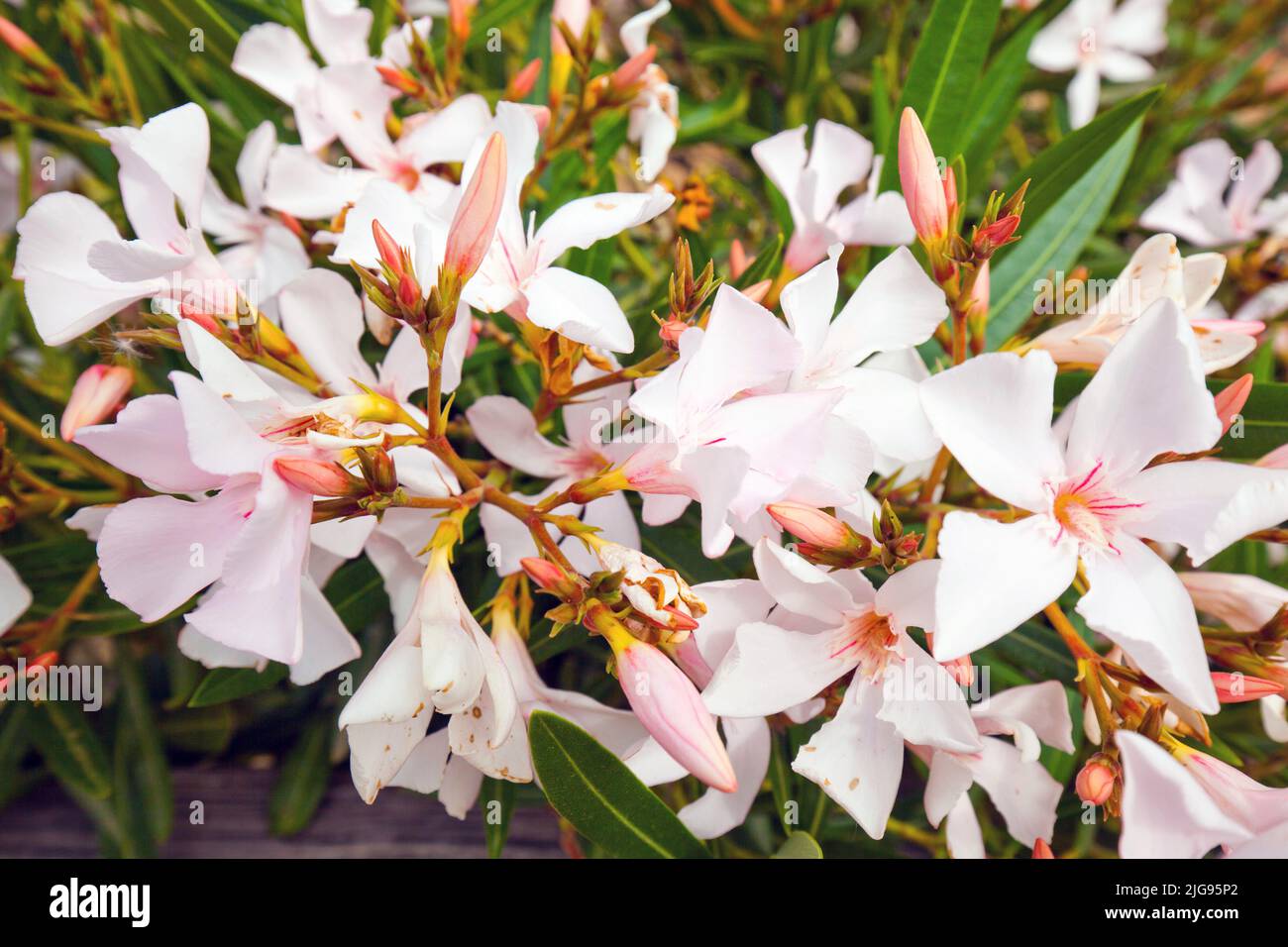 flowering oleander, Nerium oleander, Elba island Stock Photo - Alamy