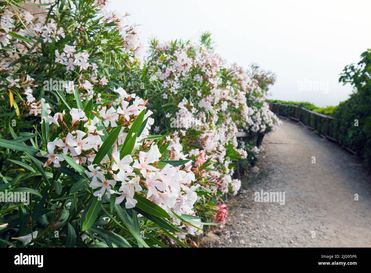 flowering oleander, Nerium oleander, Elba island Stock Photo - Alamy
