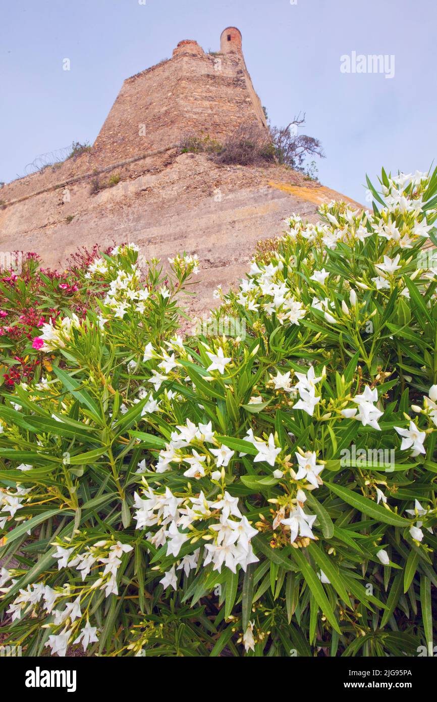 flowering oleander, Nerium oleander, Elba island Stock Photo - Alamy