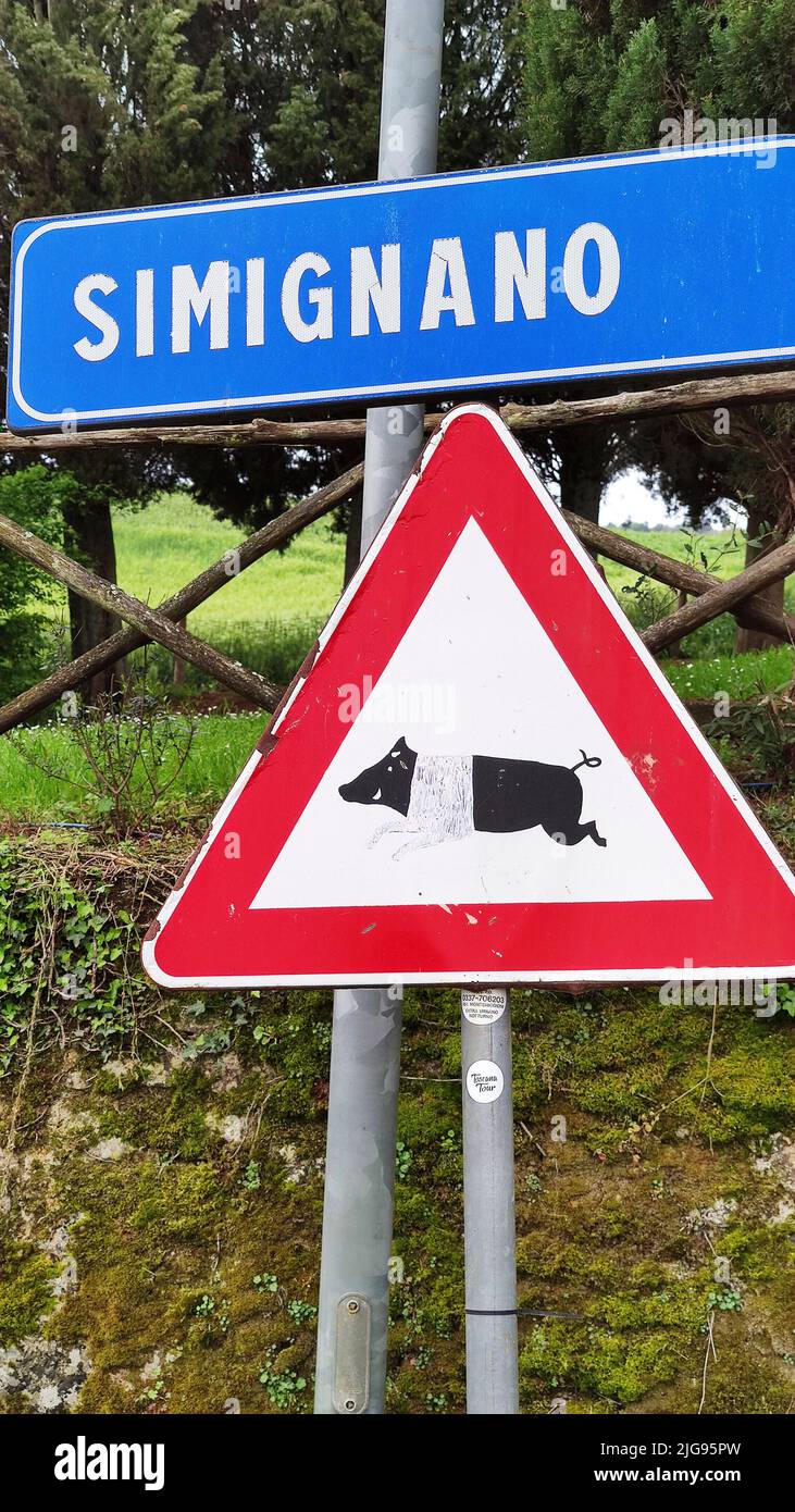 Warning of wild boar crossing in the area of Simignano, village in the ...