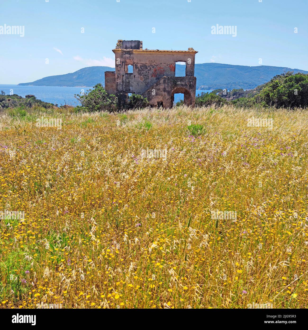 yellow flowers between high grasses on Elba island, ruin in background ...