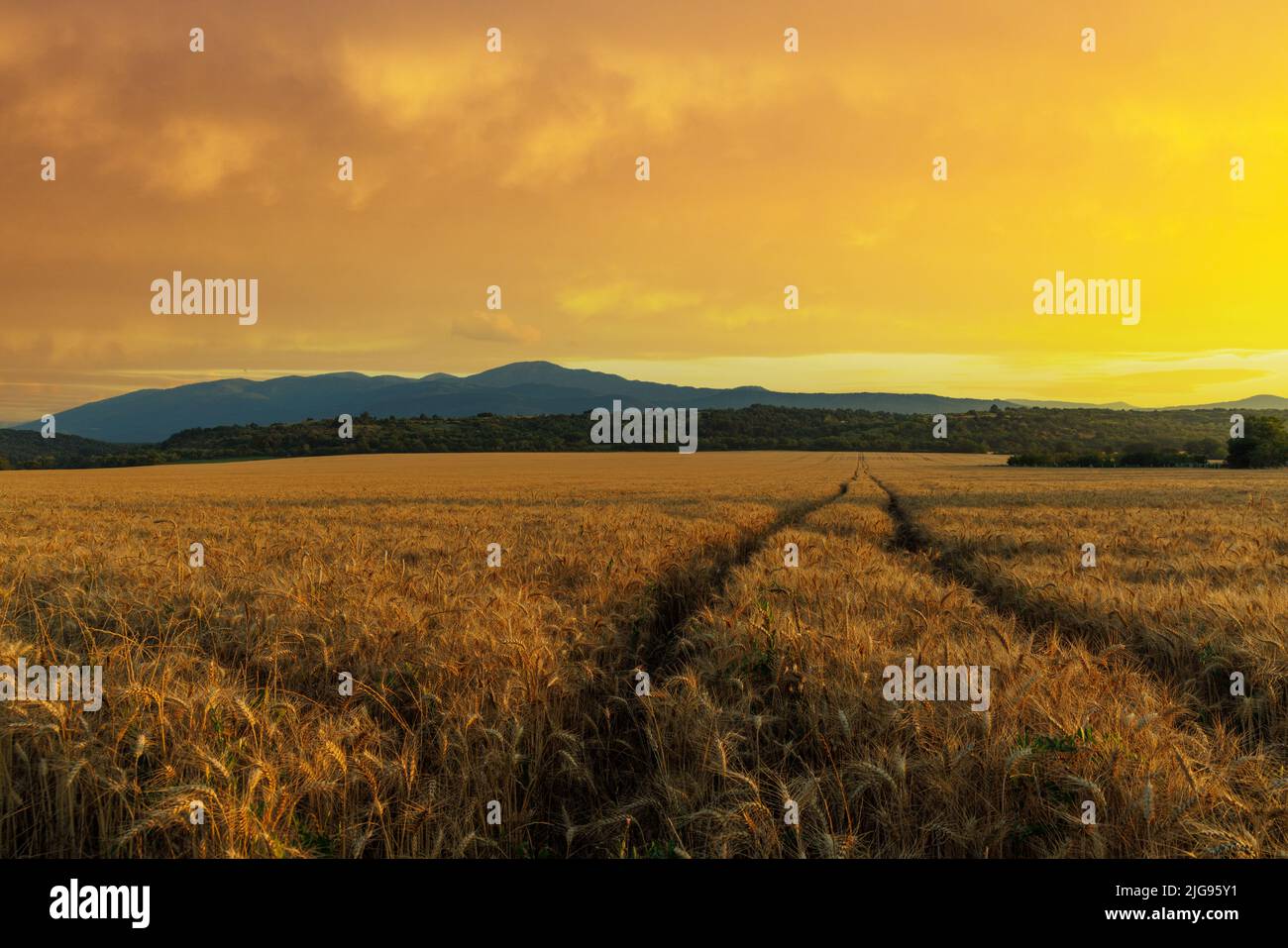 Very narrow winding well-trodden road passes through dense farmer's ...