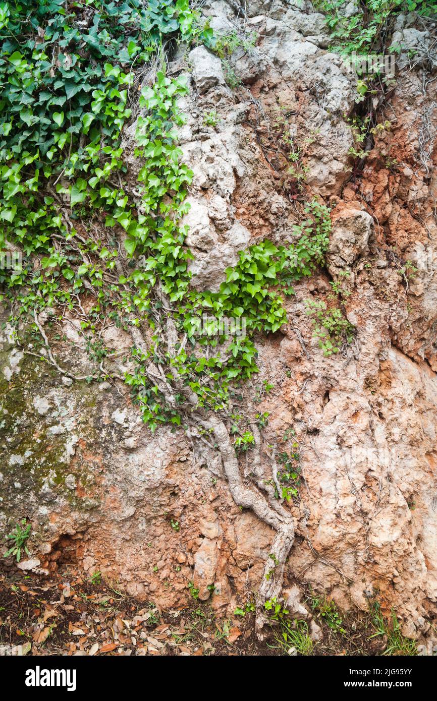 Ivy on rotten wall hi-res stock photography and images - Alamy