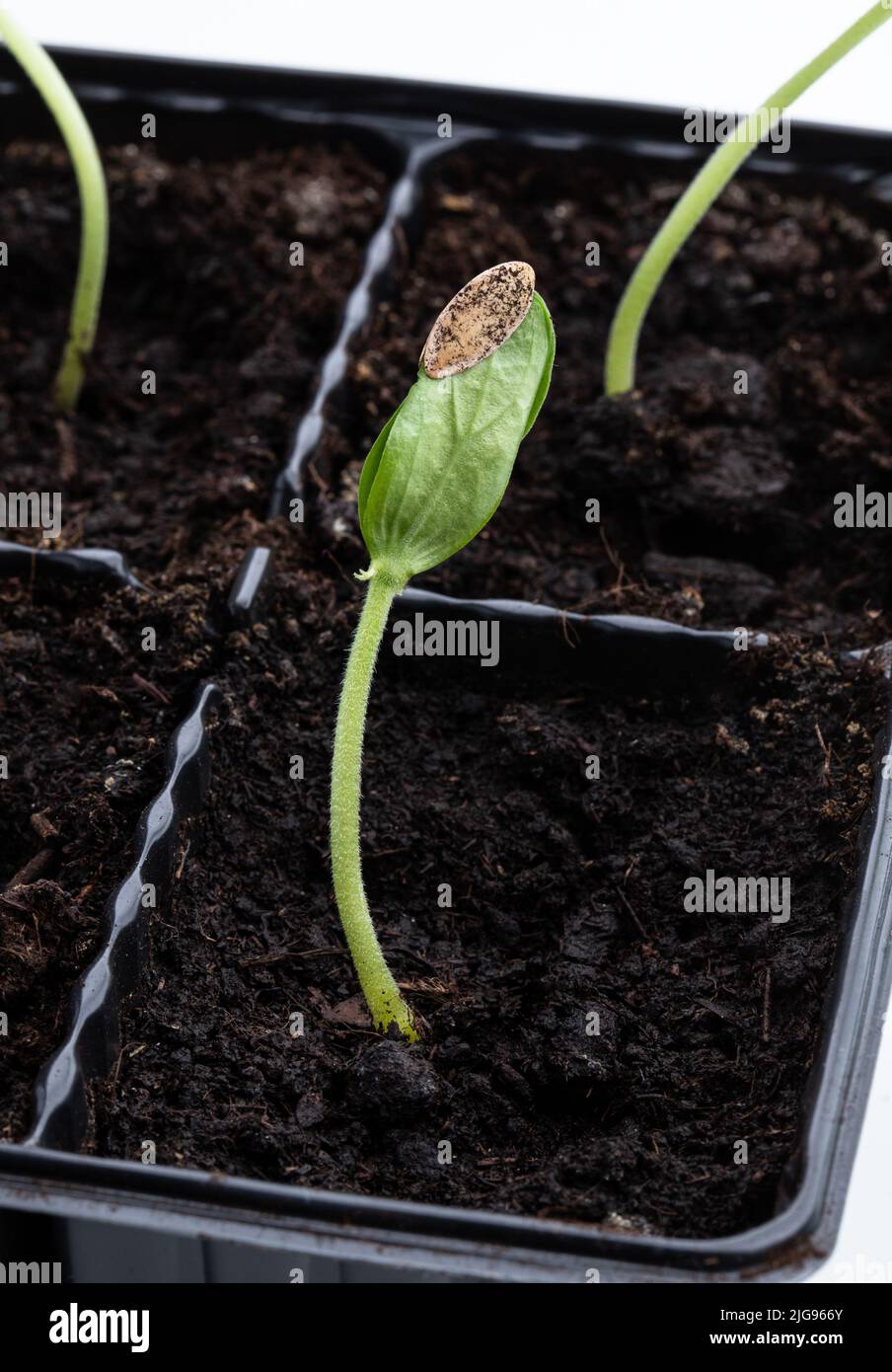 Baby melon sprout with seed in plastic pots isolated on white ...