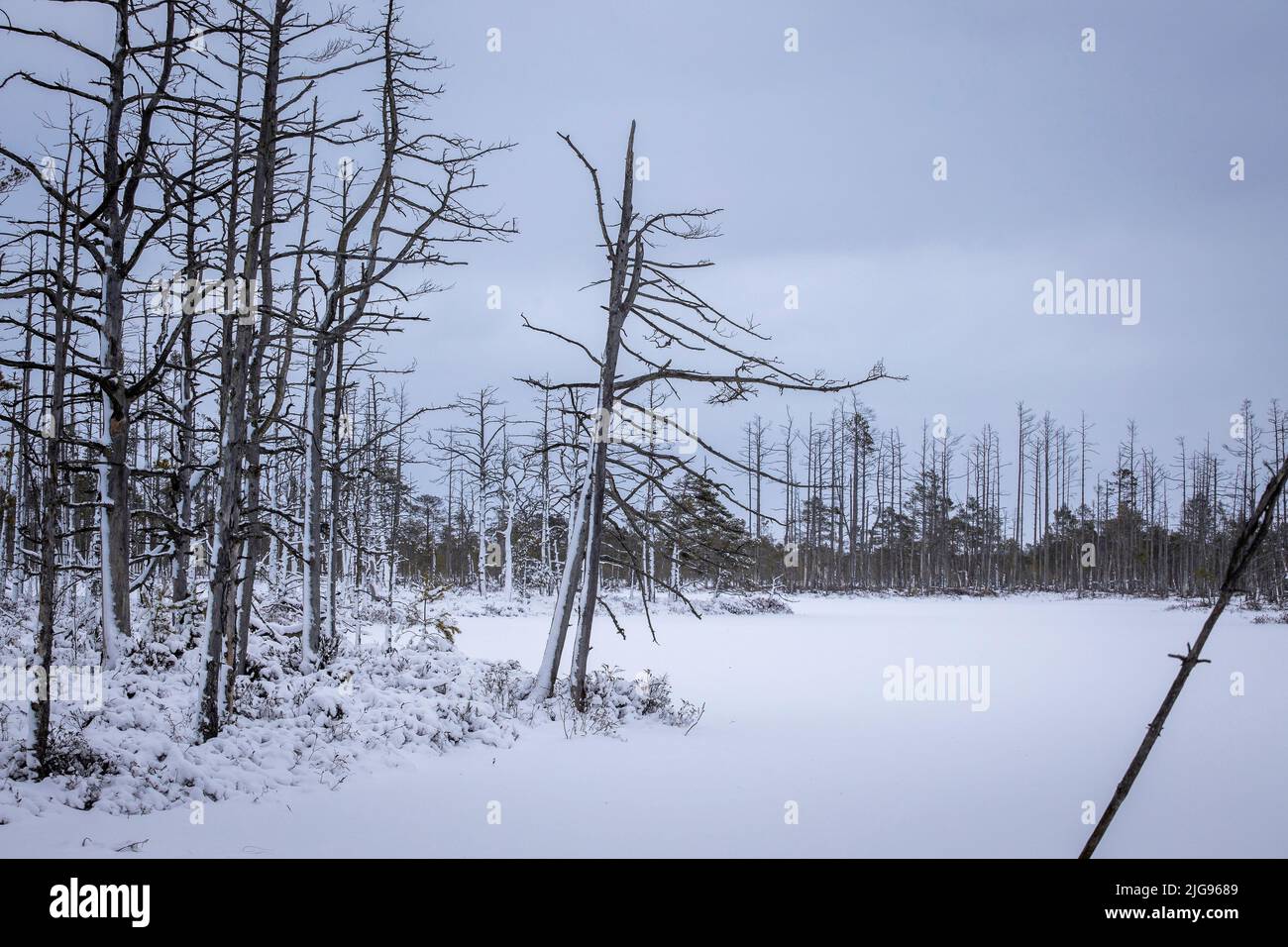 Bog hiking trail in Kemeri National Park. Landscape with snow-covered ...