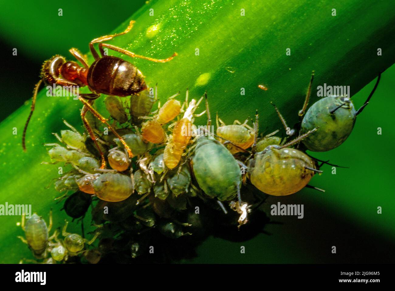 Many different vermins and an ant on a green branch damaging the plant ...