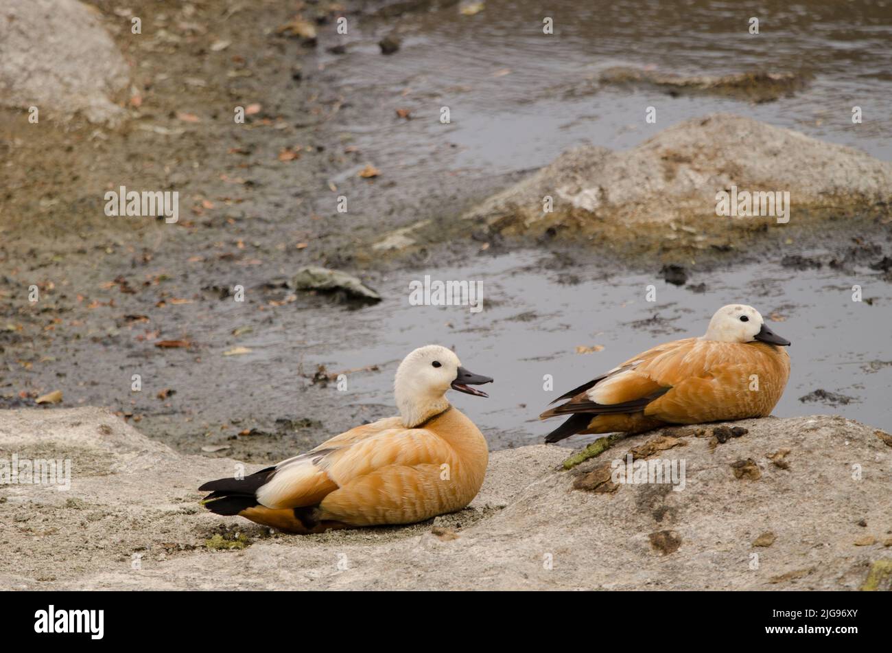 Pair of ruddy shelducks Tadorna ferruginea resting. Tecina. San ...