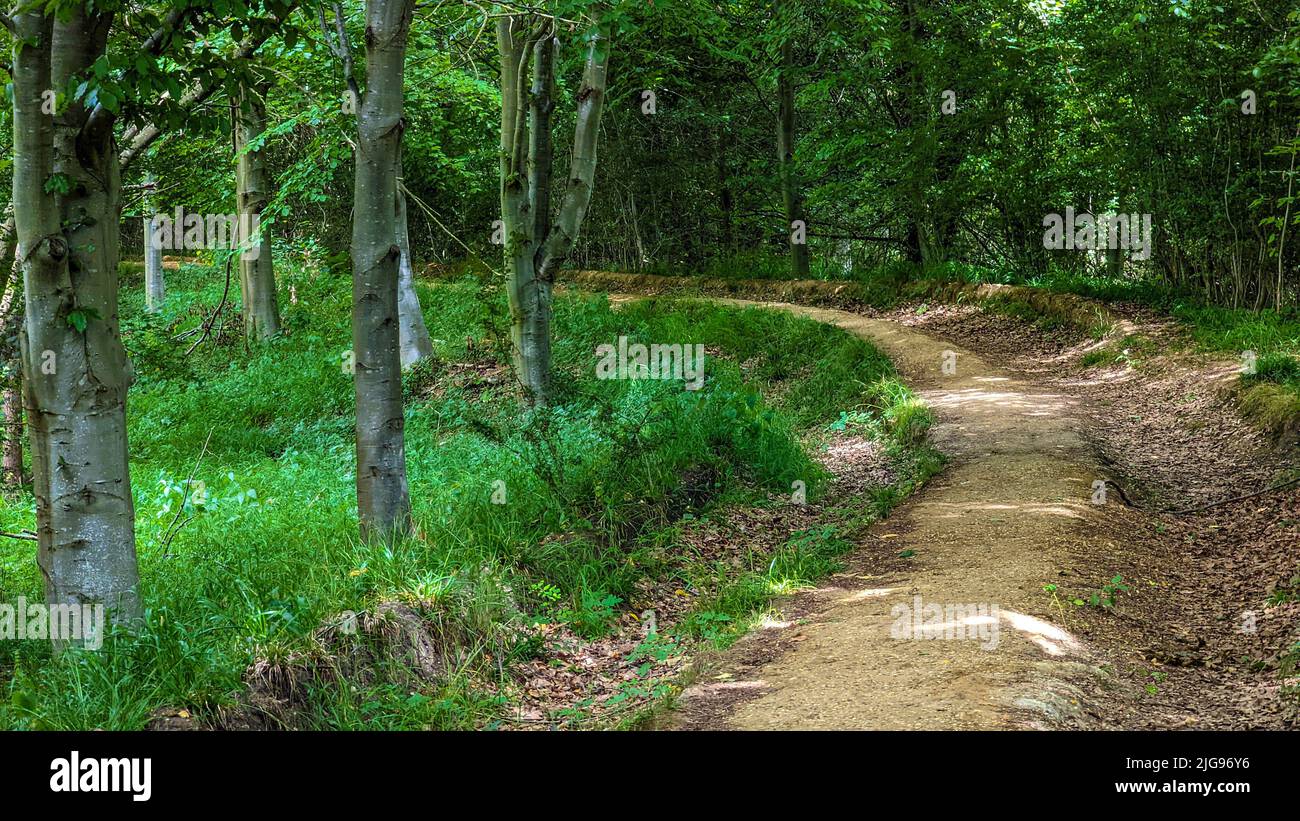A curvy pathway surrounded by vegetation in the forest Stock Photo - Alamy