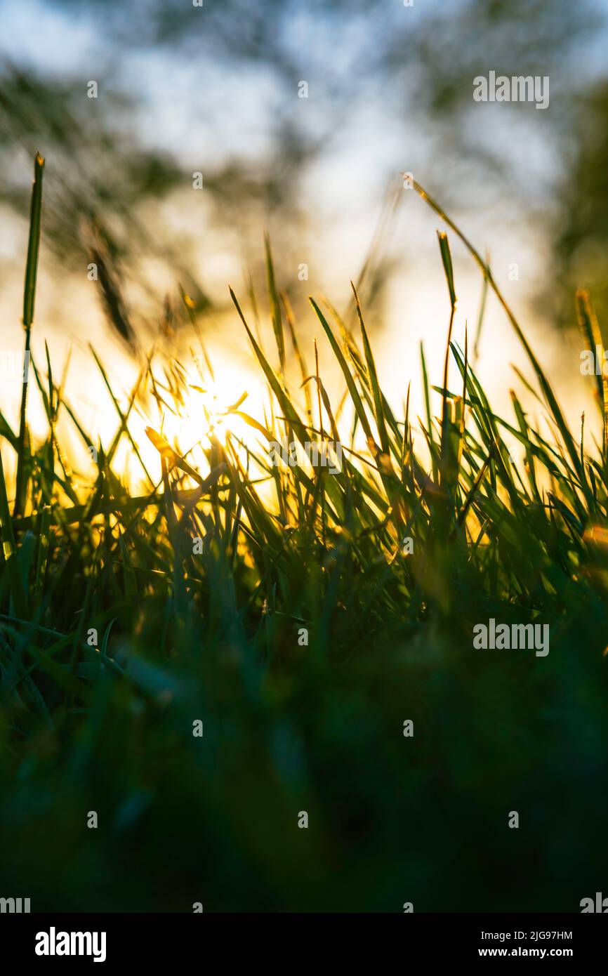 Silhouette of grasses or crops at sunset. Nature or environment ...