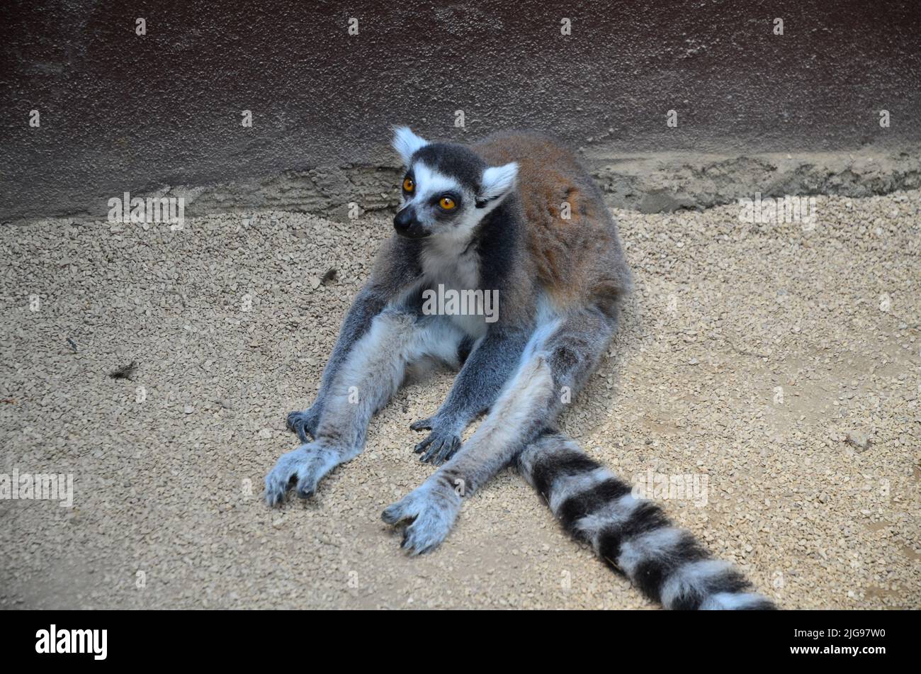 Animals lemur close up hi-res stock photography and images - Alamy