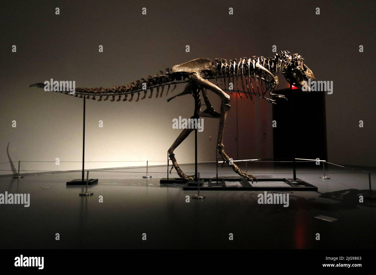 New York, United States. 08th July, 2022. A dinosaur fossil of a ...
