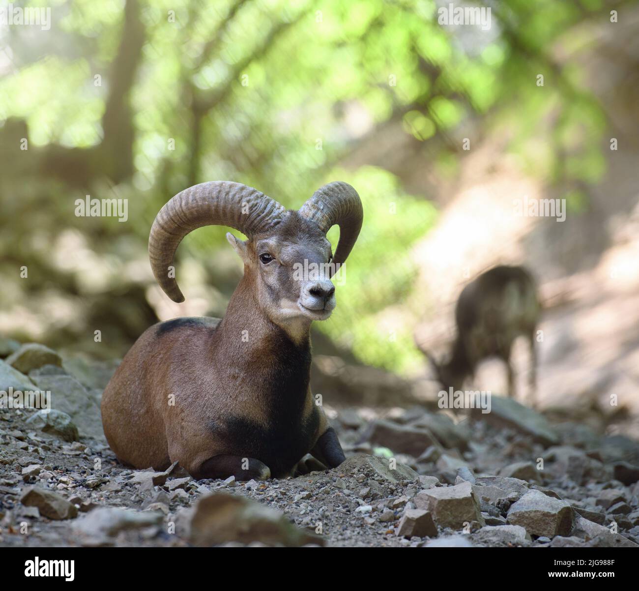 Moufflons wildlife scene. Cyprus mouflons are endangered species ...
