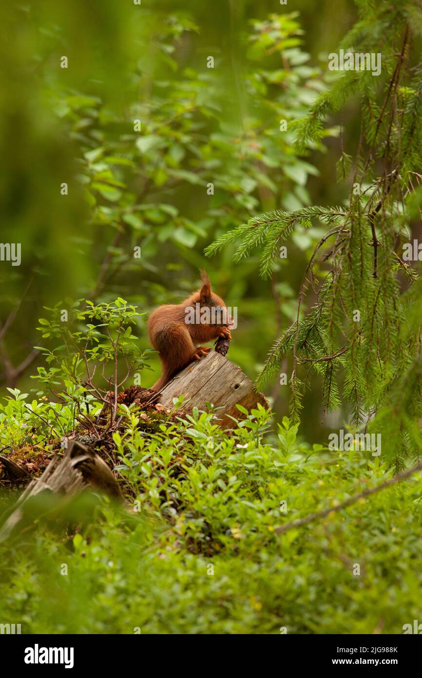 Little squirrel eating a pine cone. Closeup view of a small animal ...