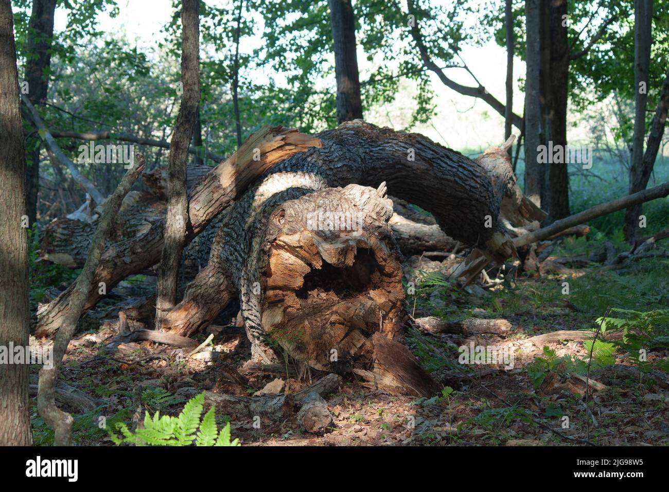 Huge fallen tree hi-res stock photography and images - Alamy