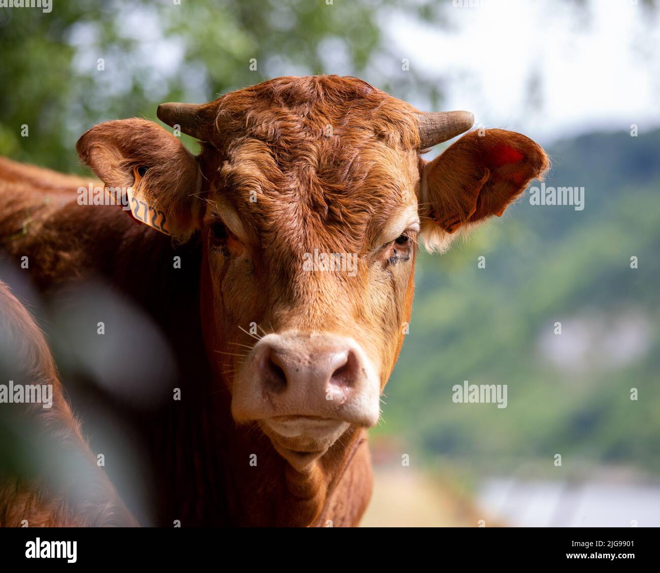 A close-up shot of a head of a brown cow in a blur Stock Photo - Alamy