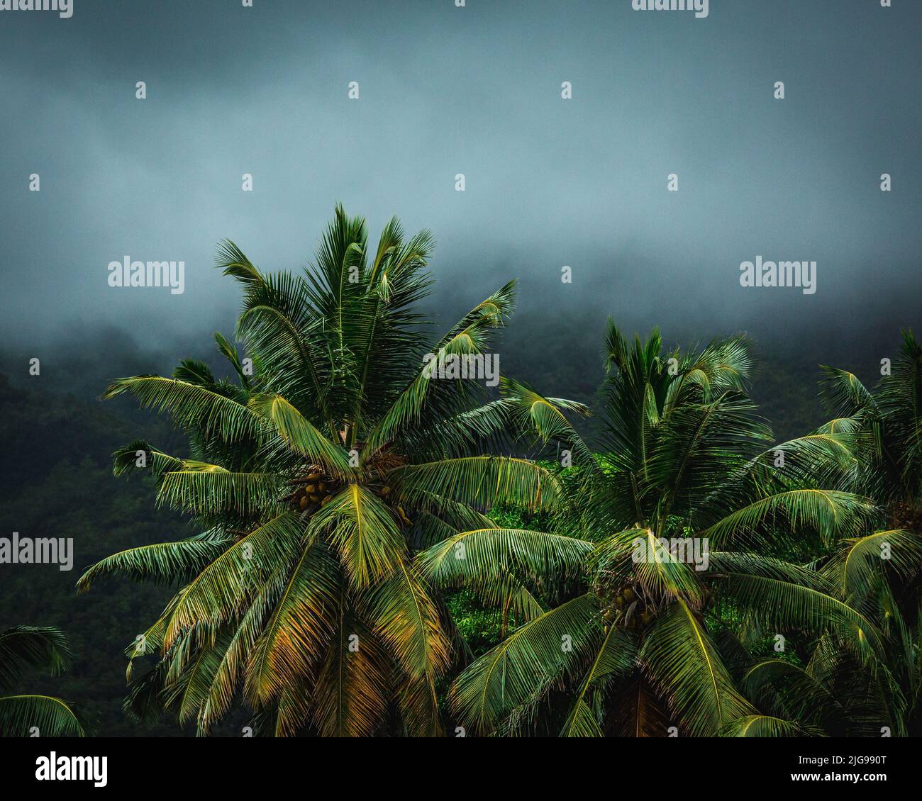 Thick palm tree tops in a misty weather Stock Photo - Alamy