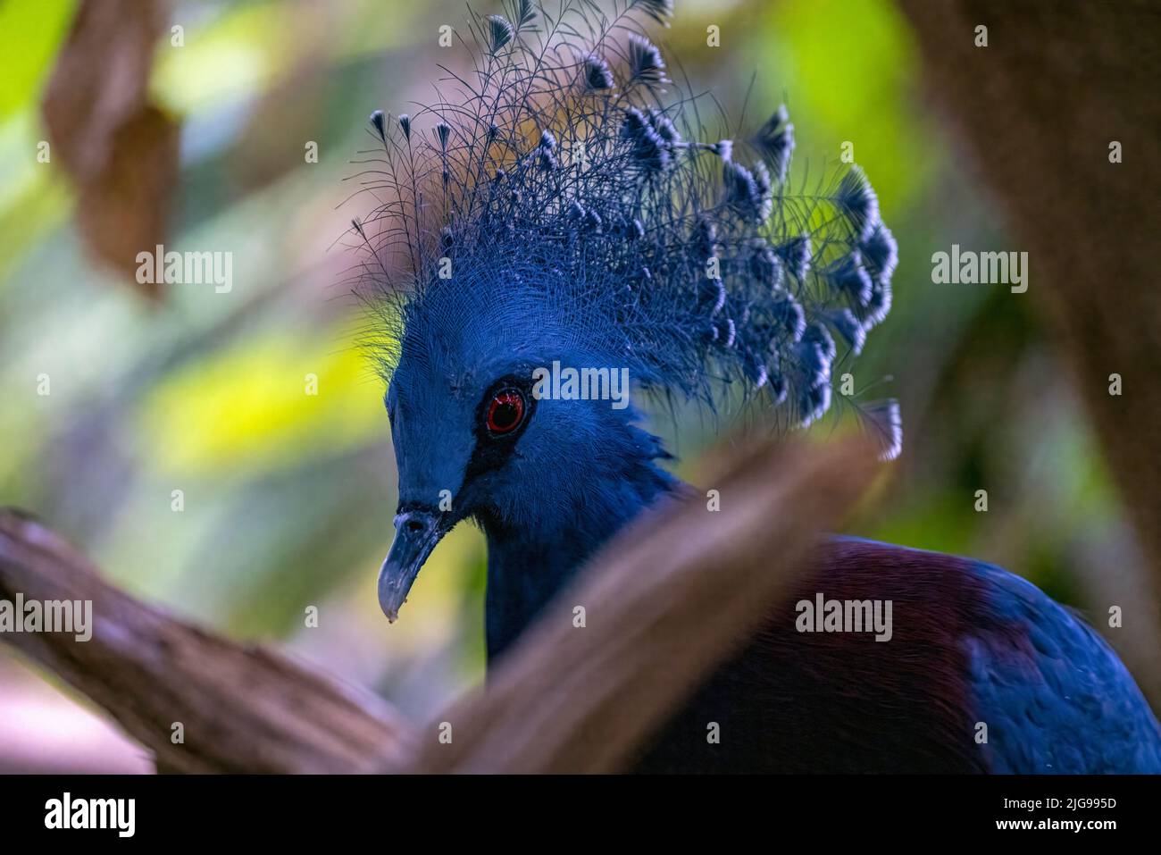 Side view of a Victorian Crowned Pigeon . It is a large, blue pigeon ...
