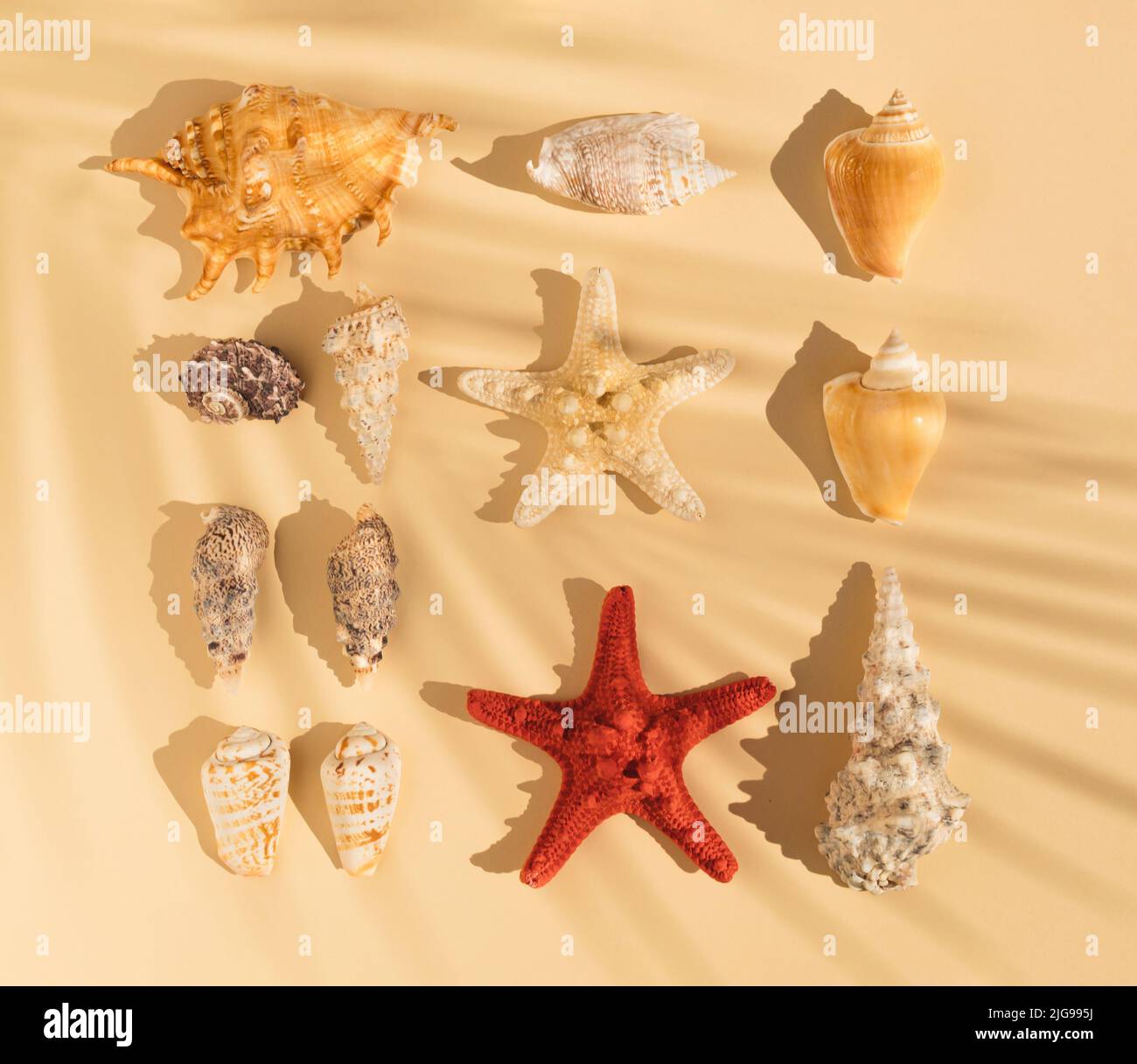 Neatly arranged pattern made of sea shells and sea stars on sandy ...
