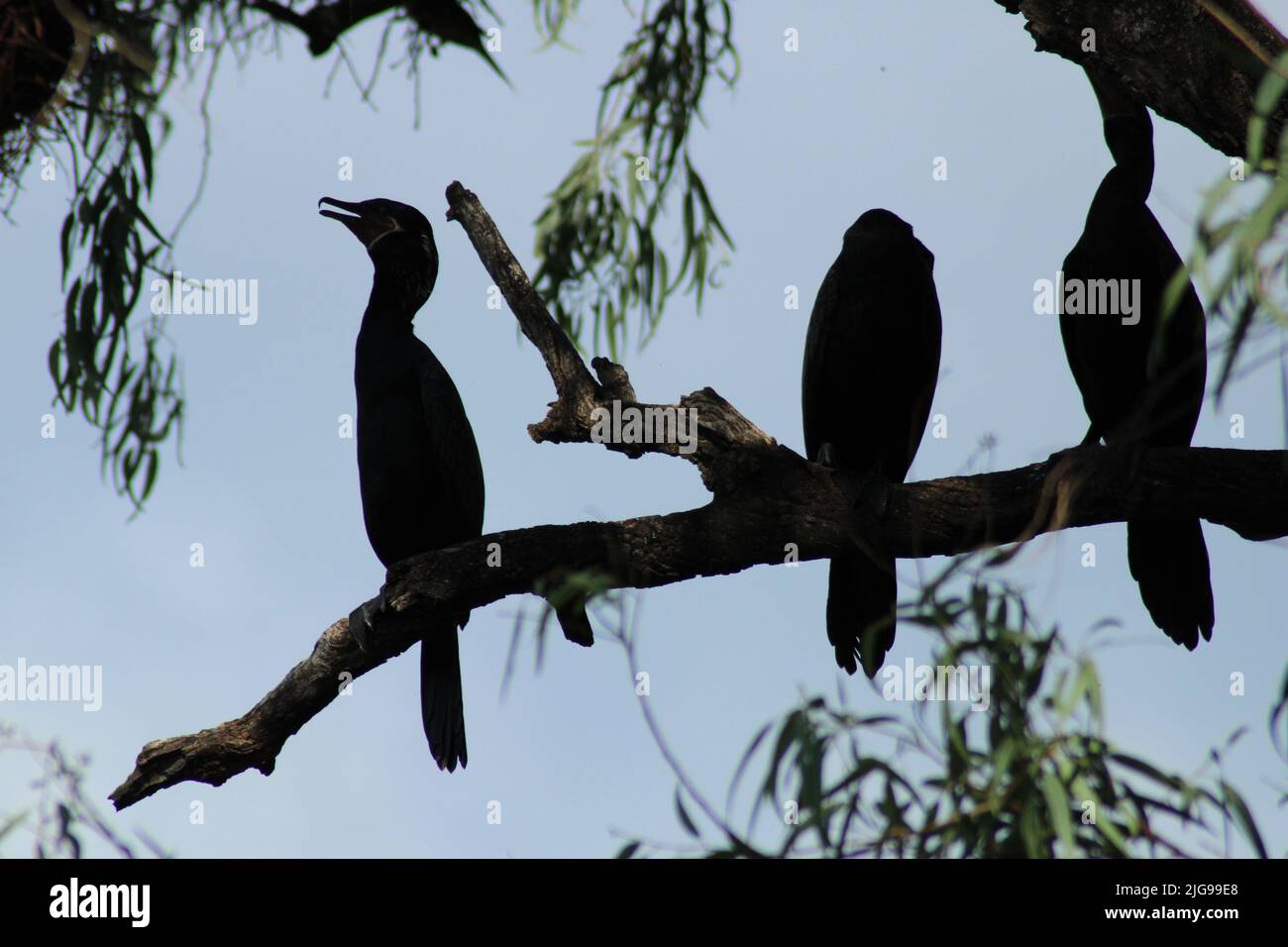 Three black cormorants on a tree branch, backlit Stock Photo - Alamy