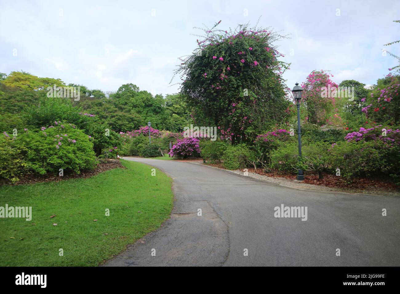 A road leading to the garden with green vegetation Stock Photo - Alamy