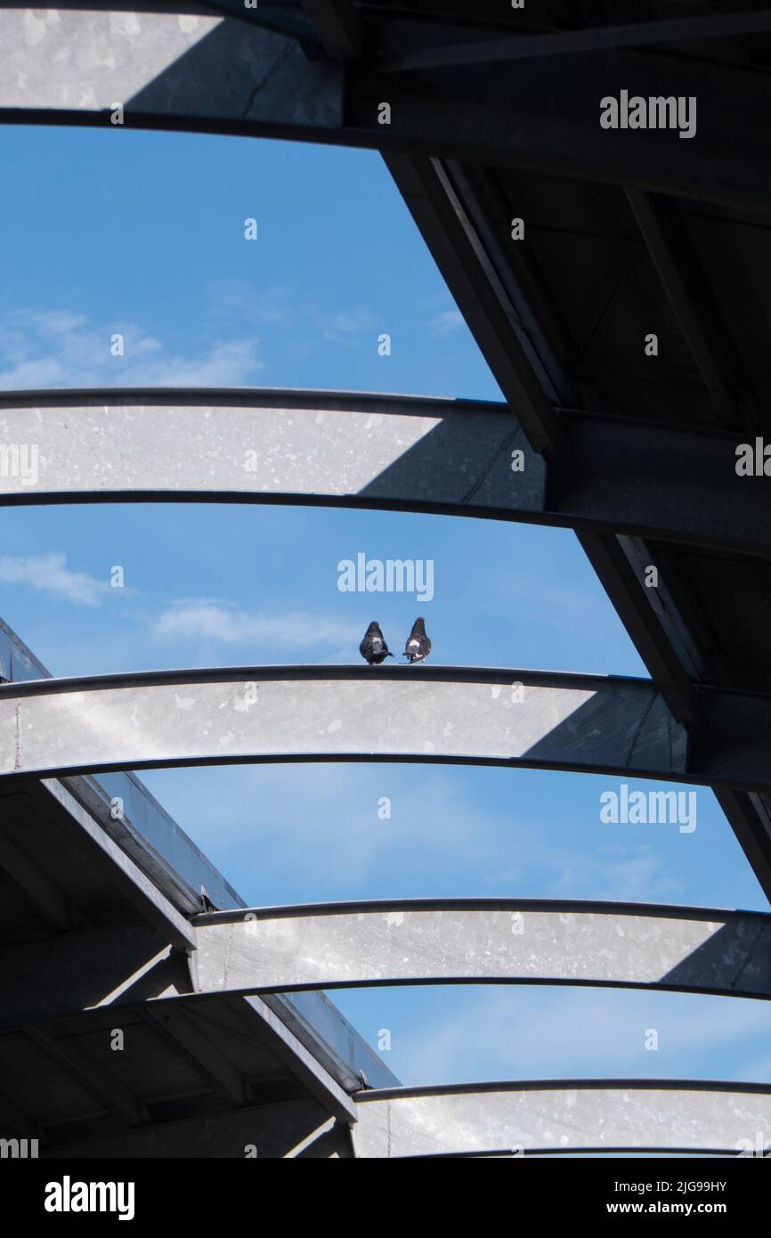 An underneath shot of a pair of birds on a translucent structures Stock ...