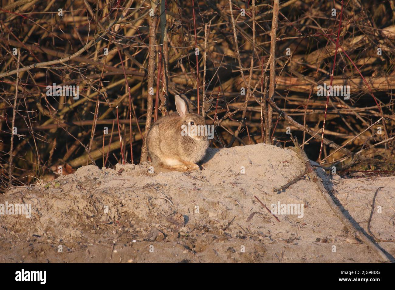 Rabbit in nature hi-res stock photography and images - Alamy