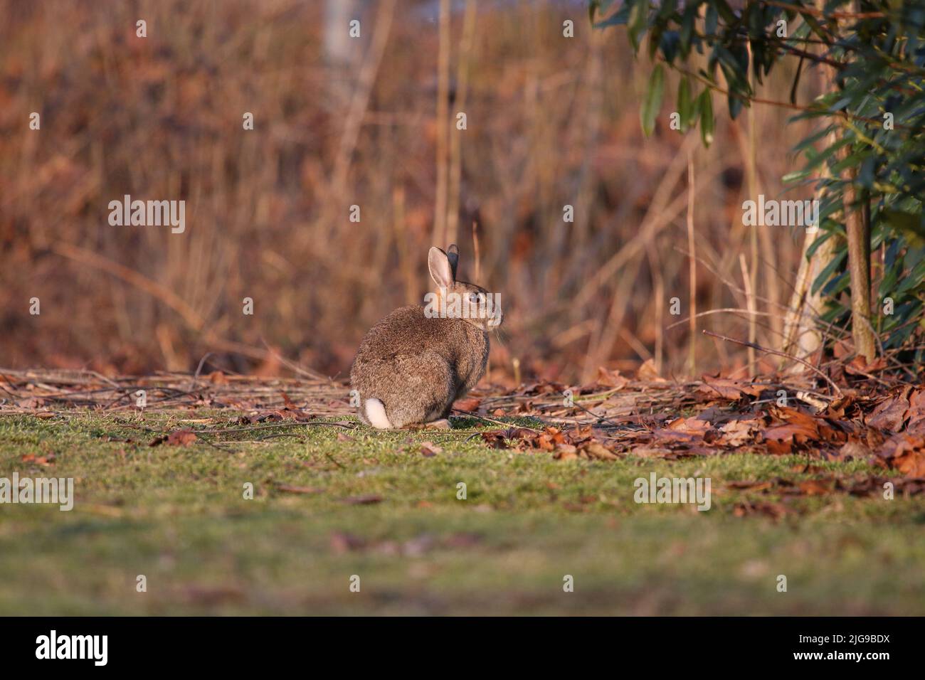 Rabbit in nature hi-res stock photography and images - Alamy