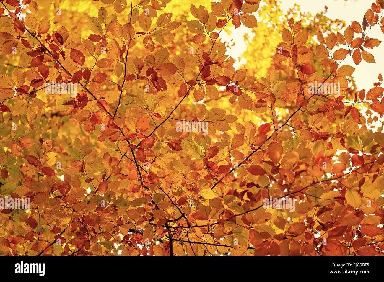 autumn leaves yellow color closeup with nobody, season Stock Photo - Alamy