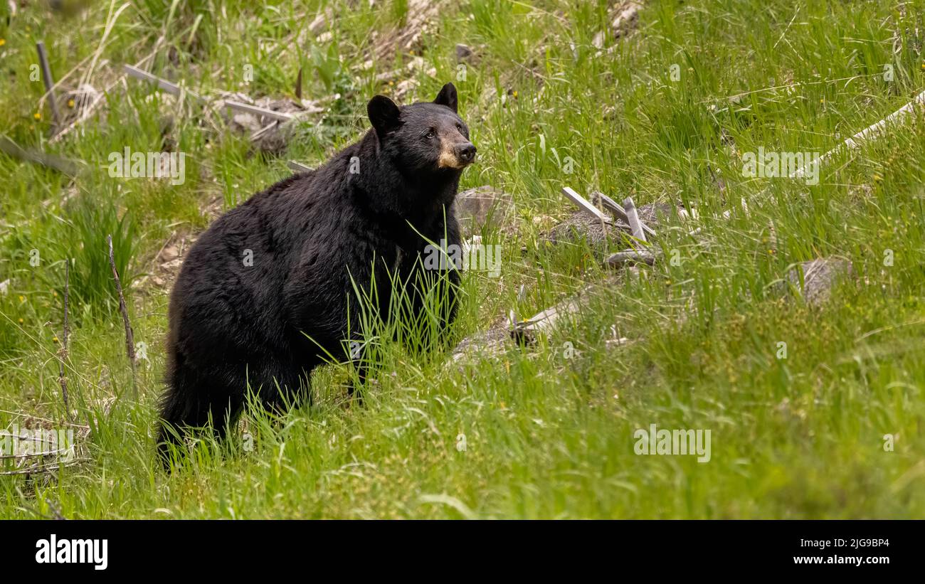 Black bear in yellowstone hi-res stock photography and images - Alamy