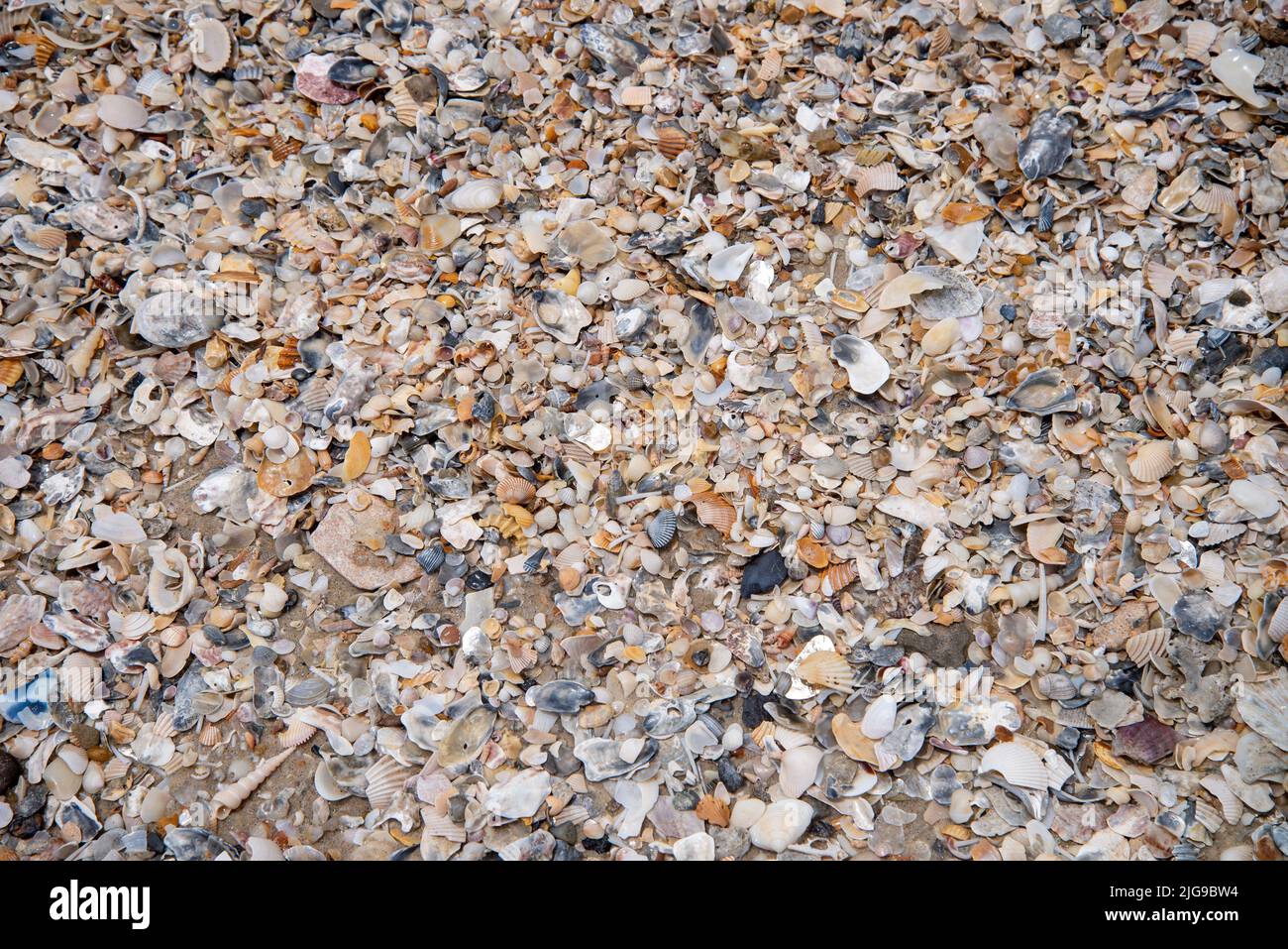 Small shells, shell fragments on Samila beach, Songkhla, Thailand Stock ...