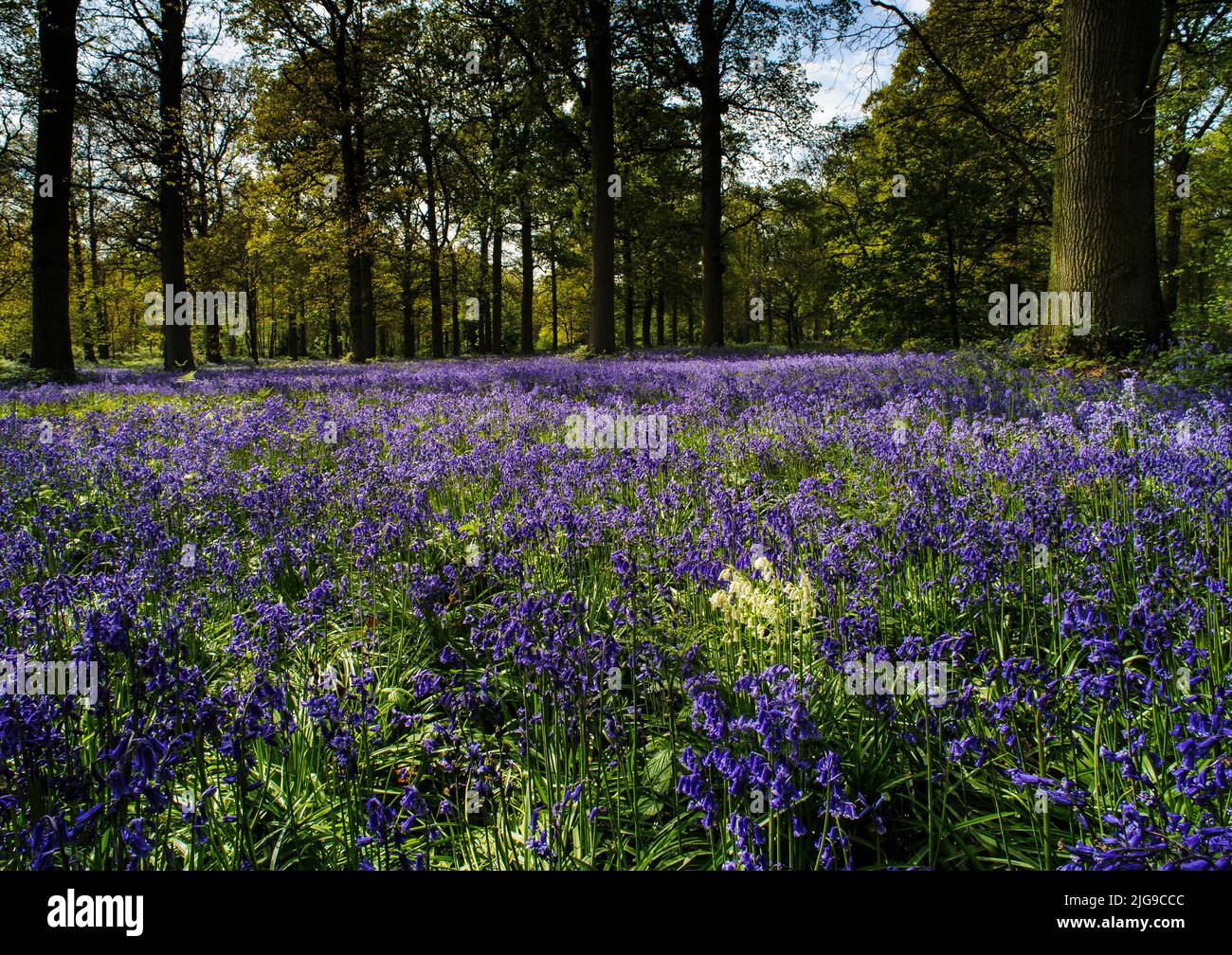 Single clump of wild white bluebells growing within a mass of blue ...