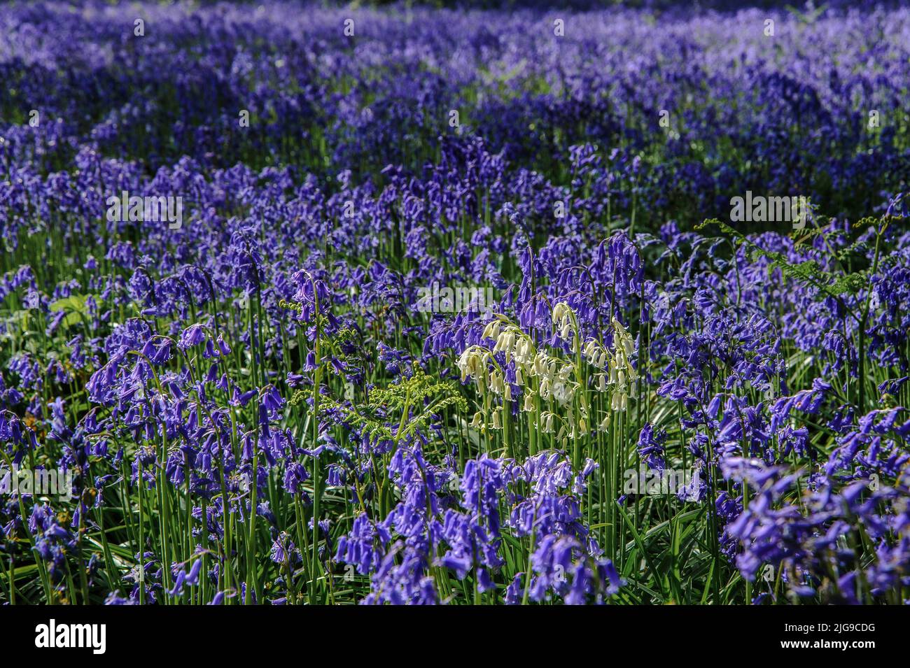 Close up of a single clump of wild white bluebells sharply focused ...