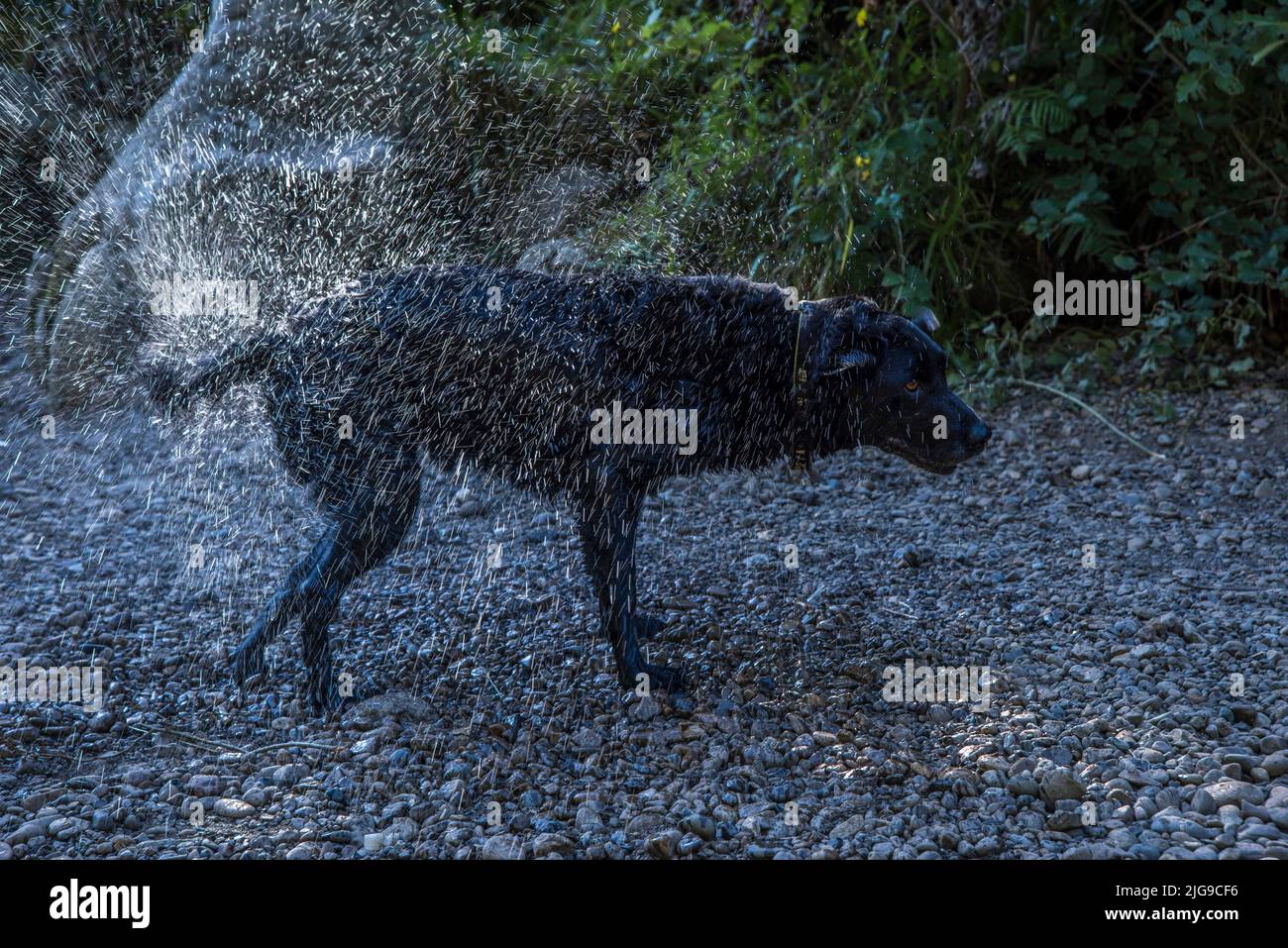Shutter dog hi-res stock photography and images - Alamy