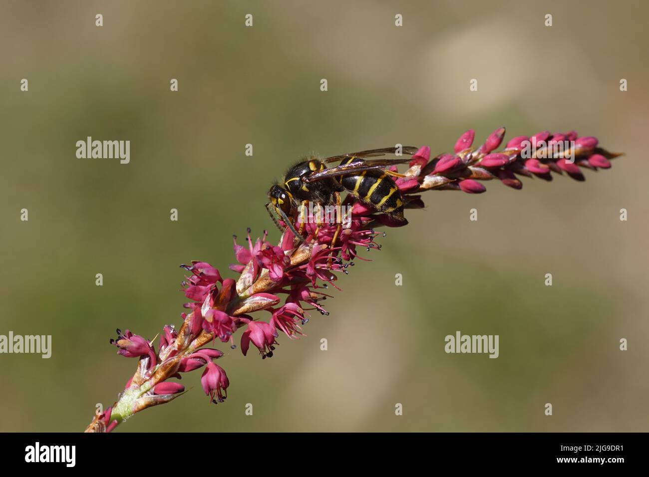 Median wasp (Dolichovespula media) of the family Vespidae). On flowers ...