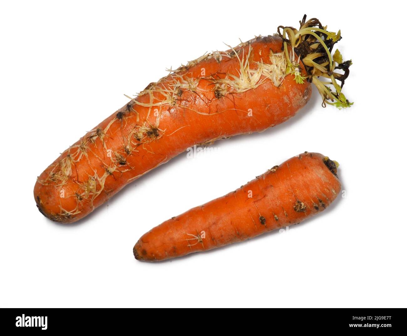 Carrots Rotting
