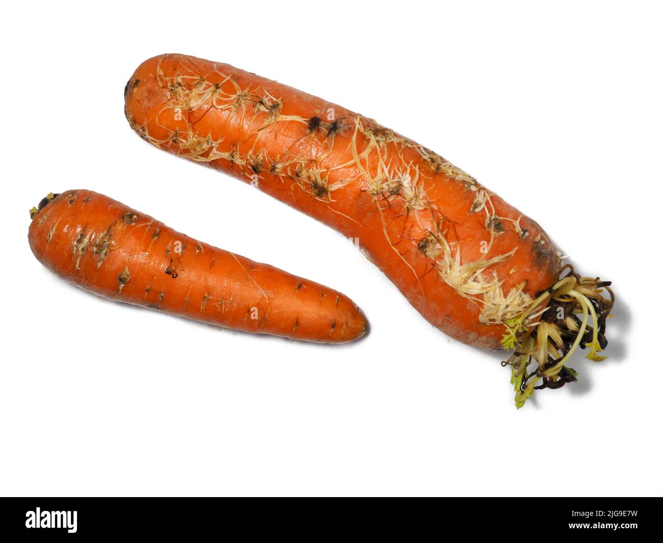 Sprouted carrot on a white background. Vegetable isolate. Rotten ...