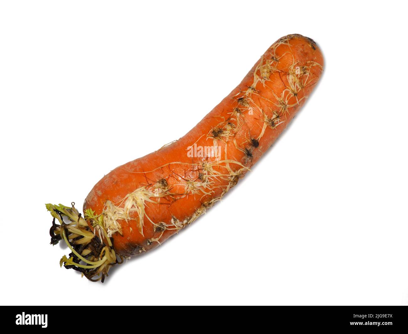 Sprouted carrot on a white background. Vegetable isolate. Rotten ...