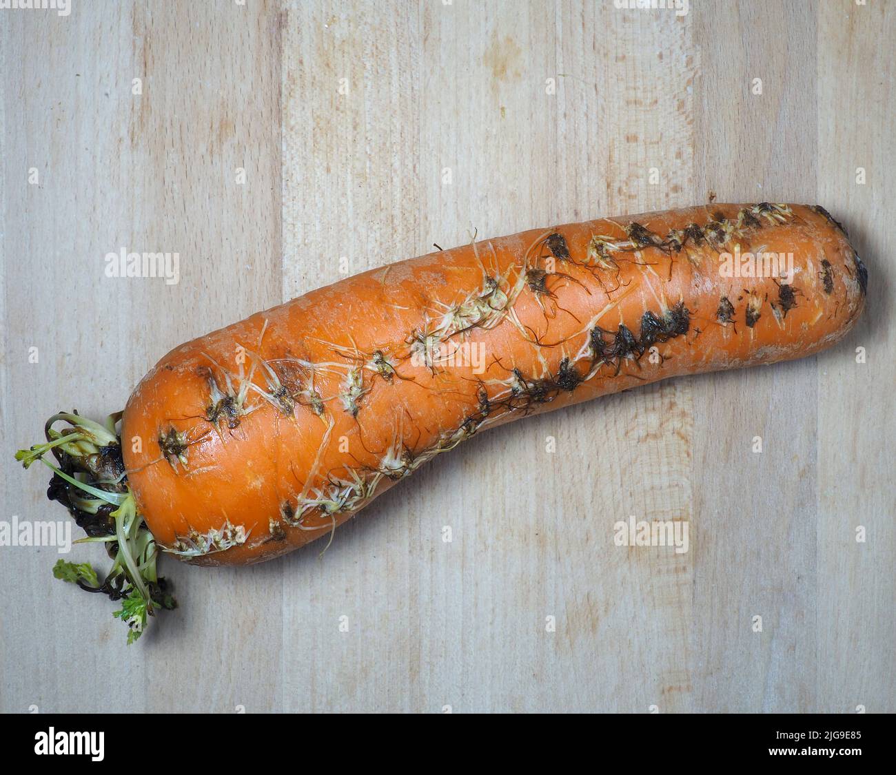 Rotten sprouted vegetable on the kitchen board. Cooking. Spoiled carrot ...