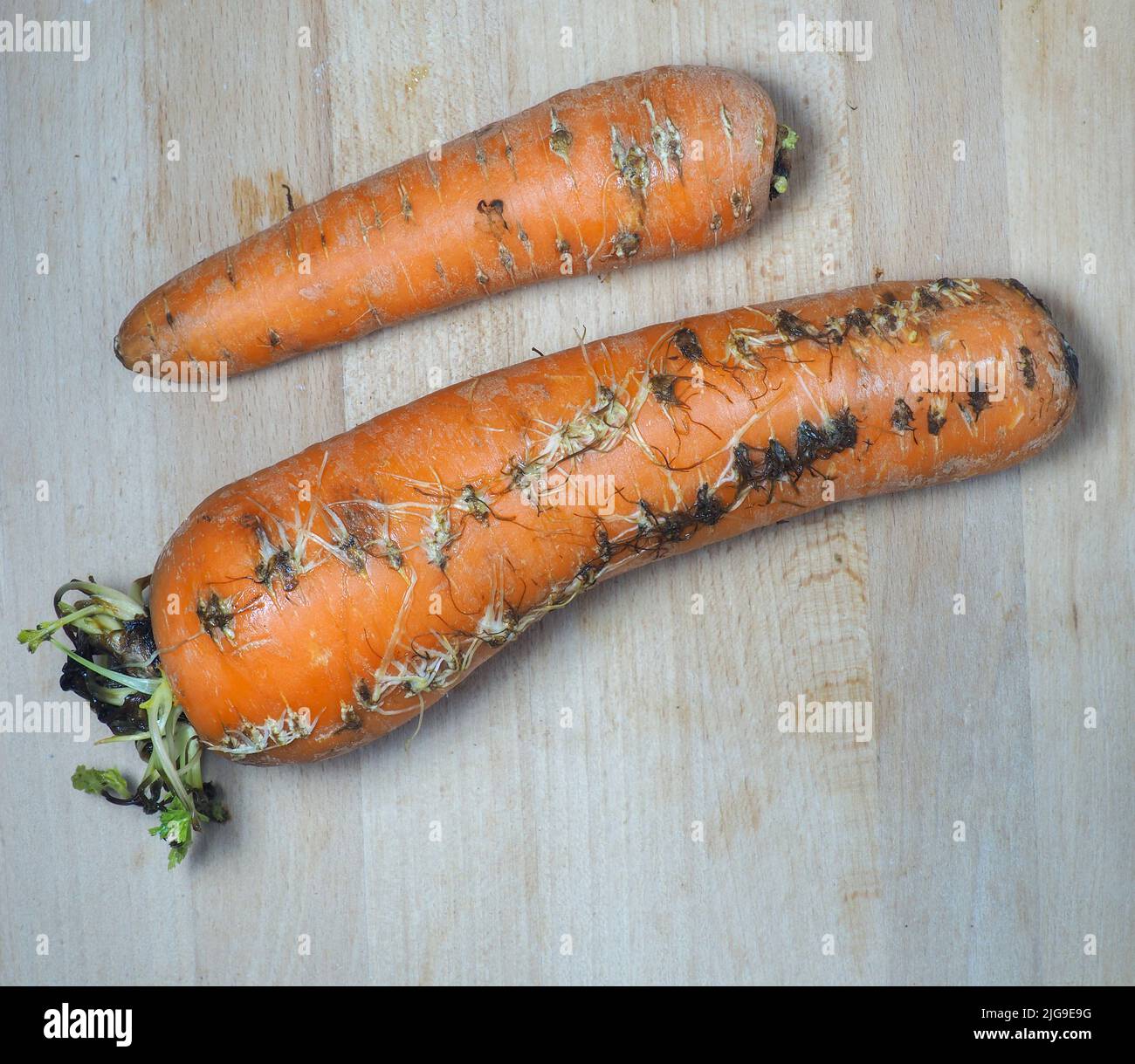 Rotten sprouted vegetable on the kitchen board. Cooking. Spoiled carrot ...