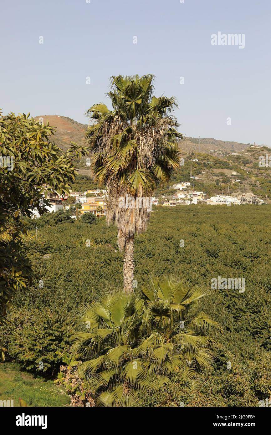 Forest farm plantation mountains hi-res stock photography and images ...